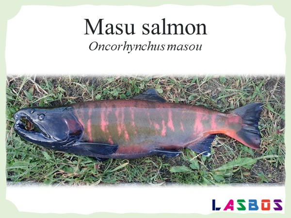 コース: Gather around！Lover of living things | LASBOS Moodle